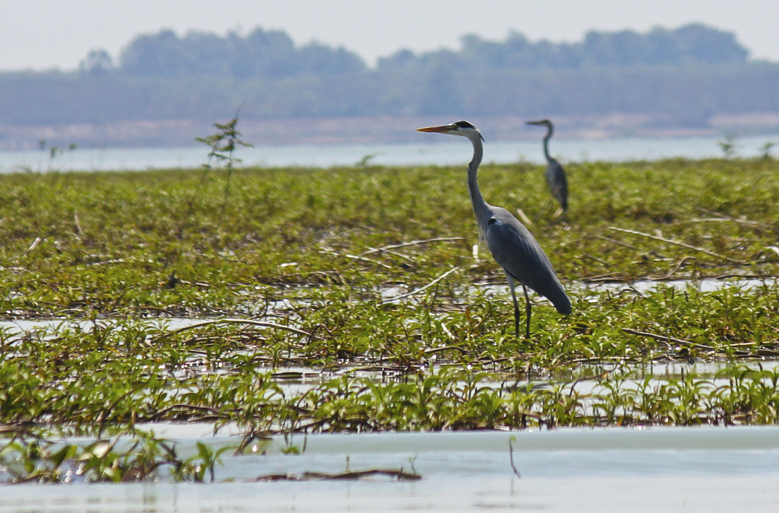 Về Tây Ninh 'săn' ảnh chim trời