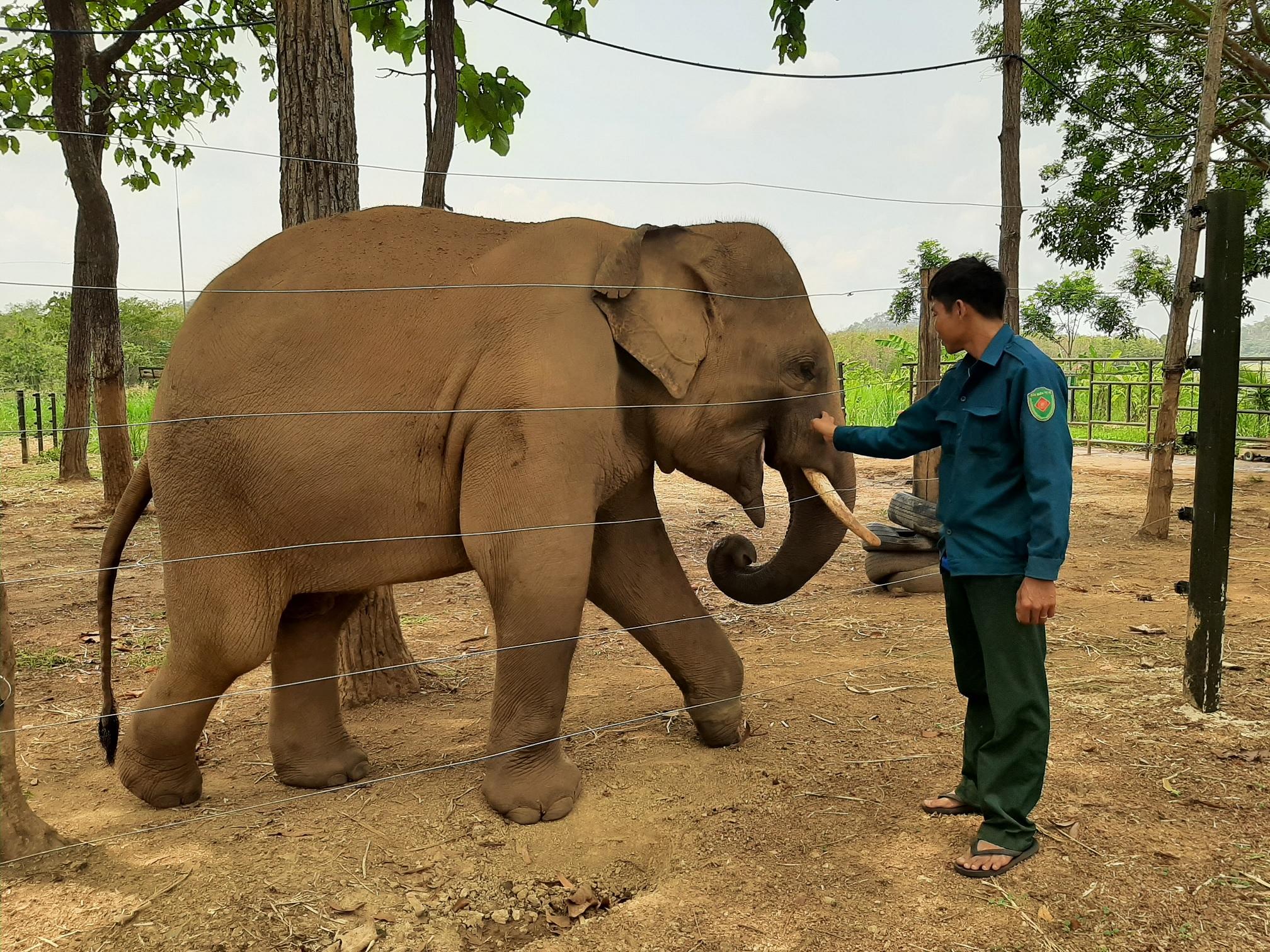 Đắk Lắk: Voi nhà sinh sản, chủ voi có thể nhận được khoảng 400 triệu đồng
