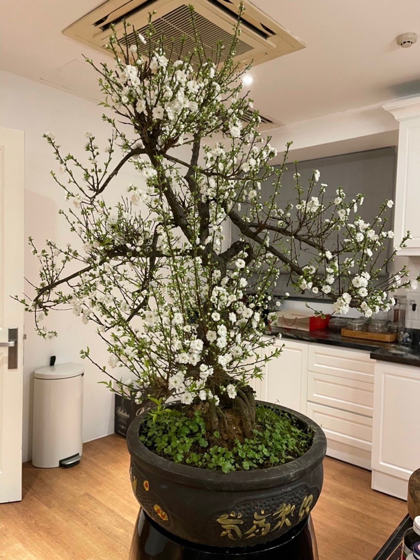 Vì sao ngày tết chuộng hoa vàng, đỏ? Có phải hoa trắng thì kém may mắn?