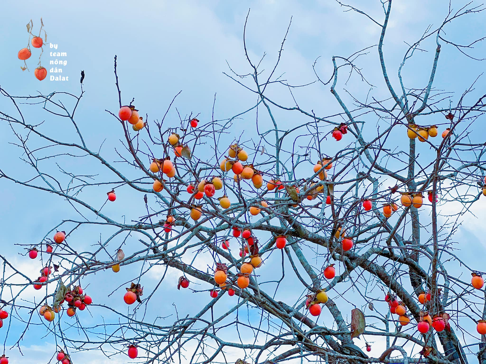 Hồng Đà Lạt quyến rũ mùa thu