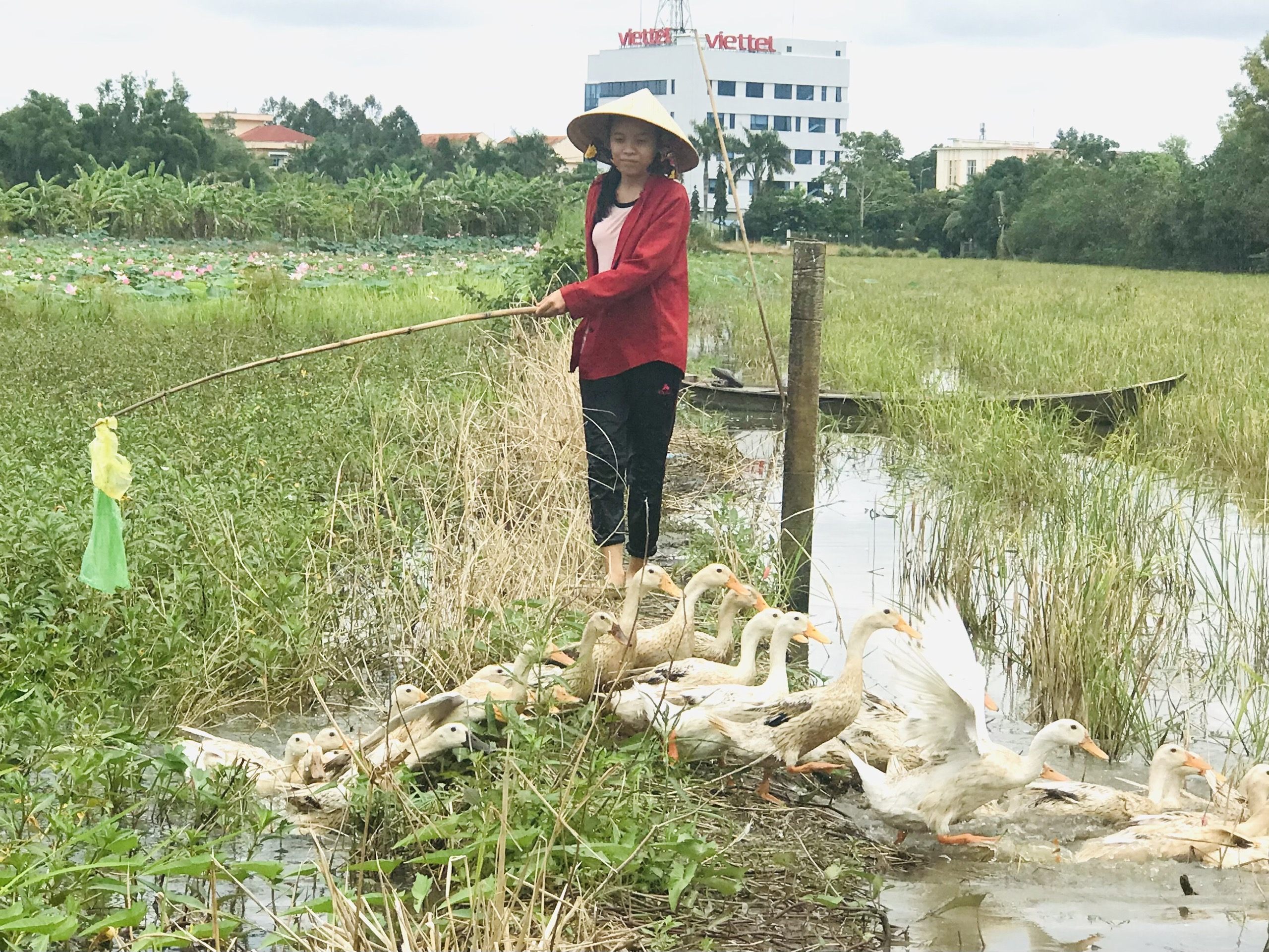 Tan trường đi chăn vịt, nữ sinh nghèo có thành tích học đáng ngưỡng mộ