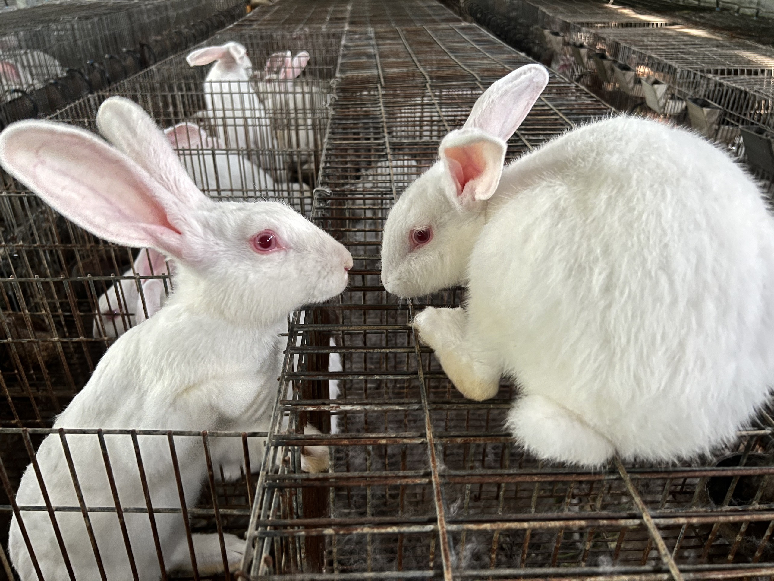 Thu nhập hàng trăm triệu mỗi năm nhờ nuôi thỏ