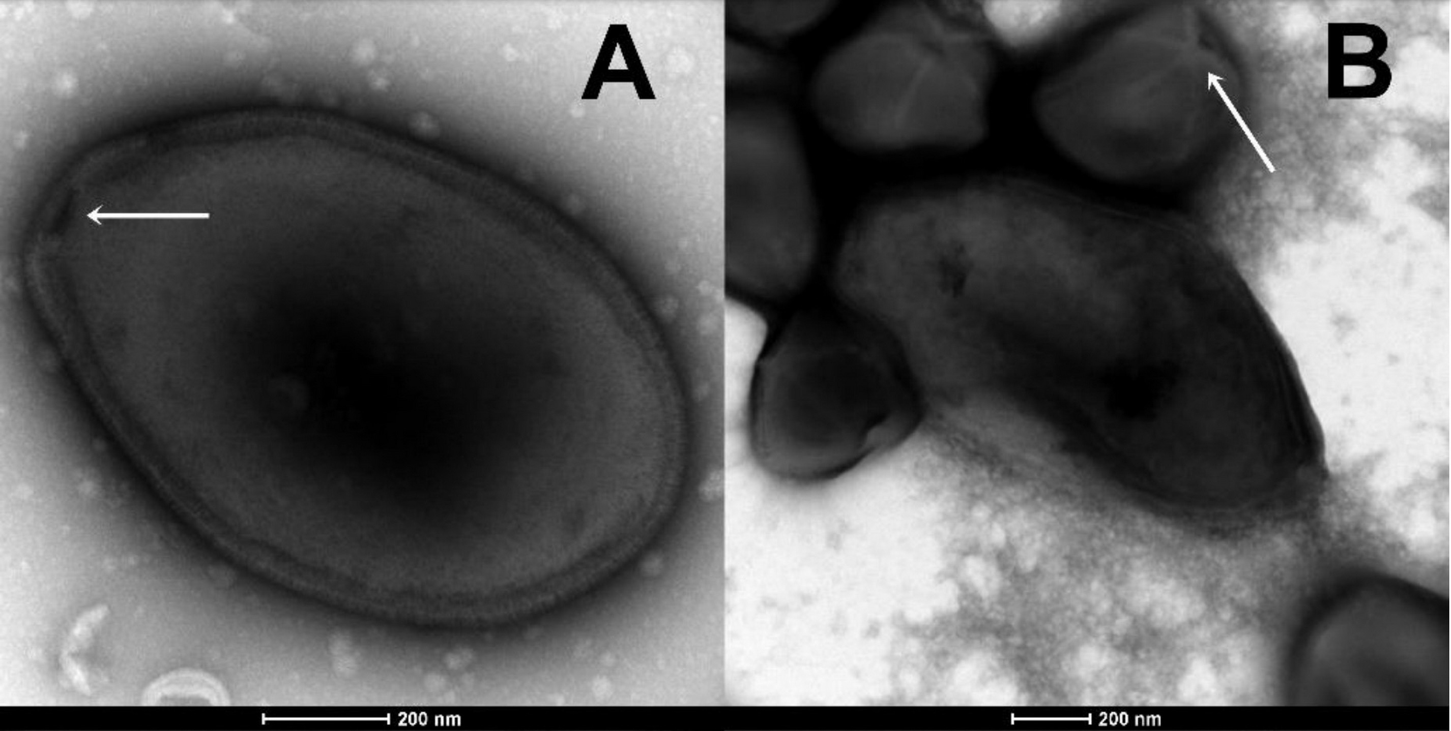 Hồi sinh thành công chủng vi rút 48.500 năm tuổi