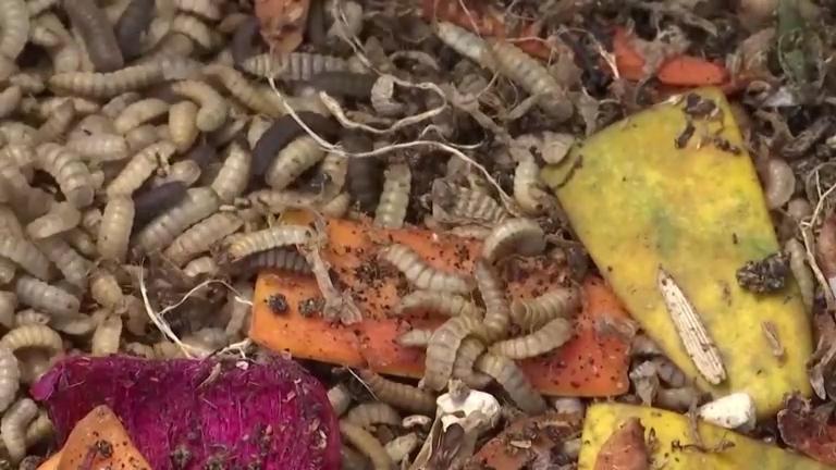 Hộp lúc nhúc giòi bò mà lại rất có ích