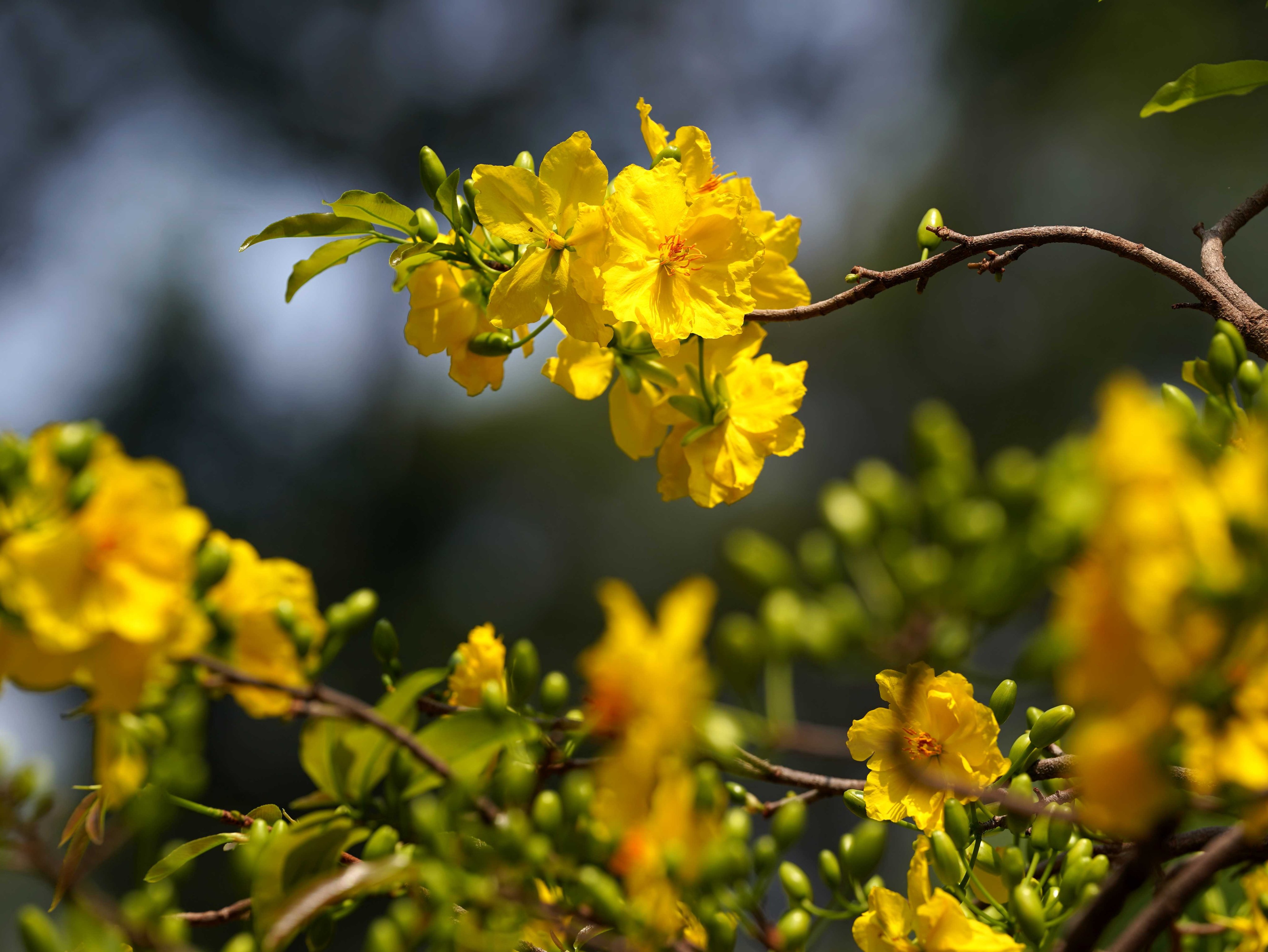 Hội hoa Xuân TP.HCM năm 2022 sẵn sàng đón khách tham quan miễn phí