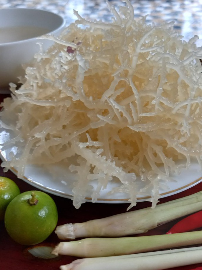 Tuyển chọn 500+ hình ảnh rong sụn đẹp mắt và sinh động