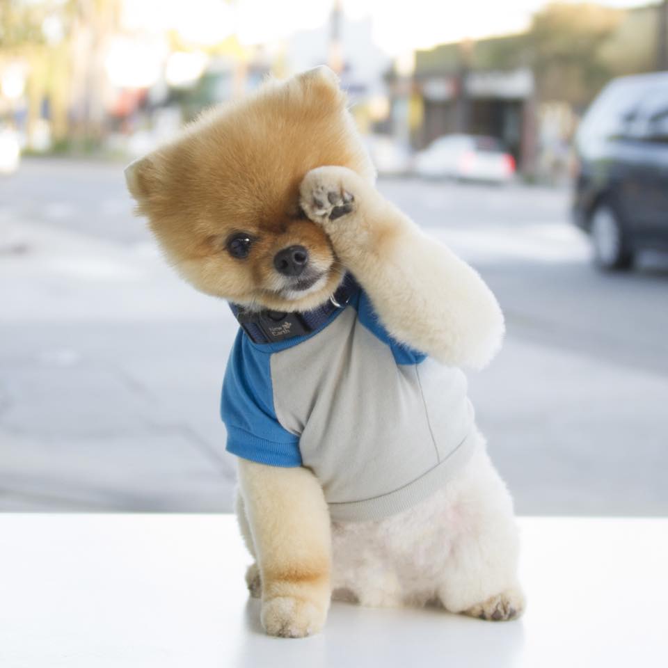 Độc chiêu chó lông xù đeo ba lô, đi bộ 2 km bằng chân sau