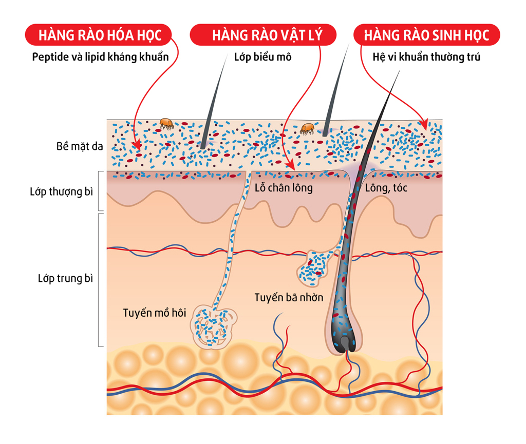 Đề kháng da: ‘Bộ máy’ có cơ chế không hề đơn giản