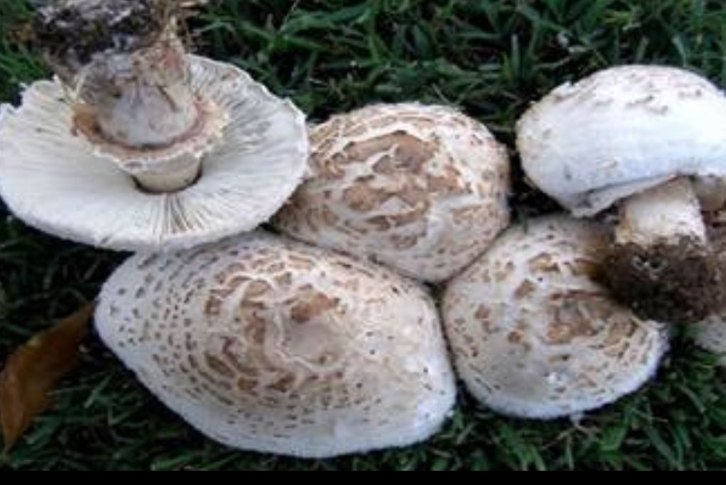 Nhận biết 4 loại nấm độc thường gặp