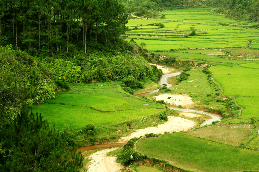 Vi vu qua đèo Violăk