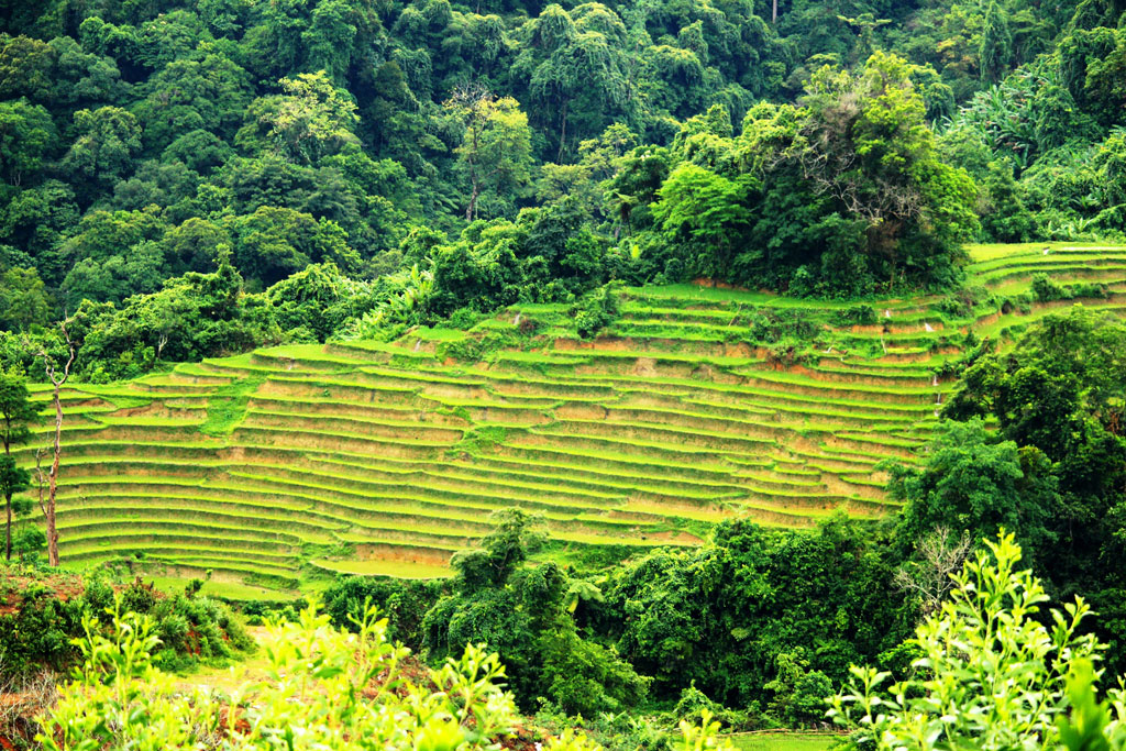 Vi vu qua đèo Violăk