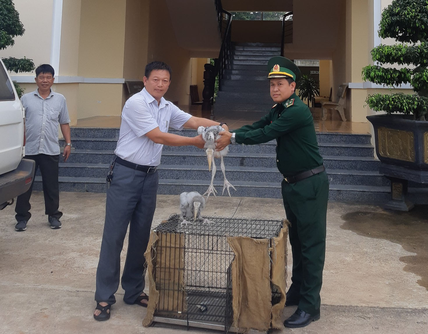 Đắk Lắk: Thả về tự nhiên hai cá thể chim già đẫy Java quý hiếm