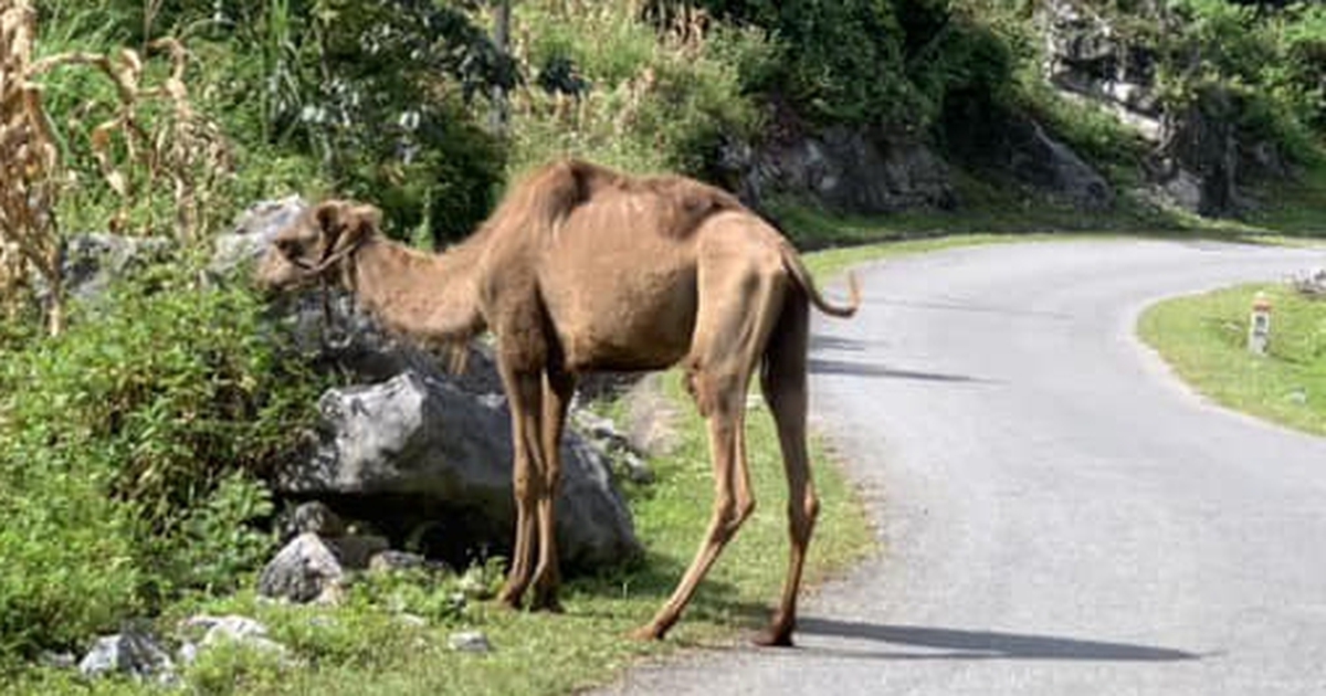 Xác định nguồn gốc 2 con lạc đà ở Cao Bằng