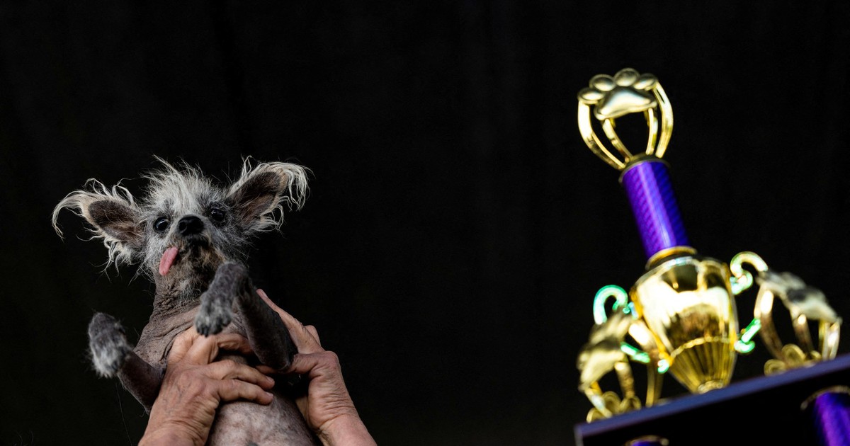 Gặp chú chó xấu nhất thế giới năm 2023