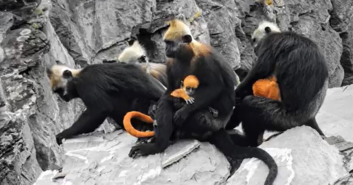 Voọc Cát Bà đang ‘hồi sinh’