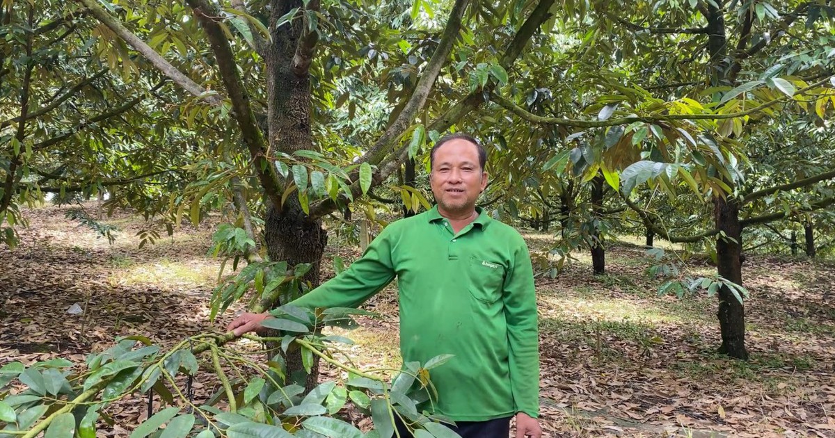 Hơn 20 năm trồng sầu riêng và làm giàu với quy trình Hợp Trí Summit