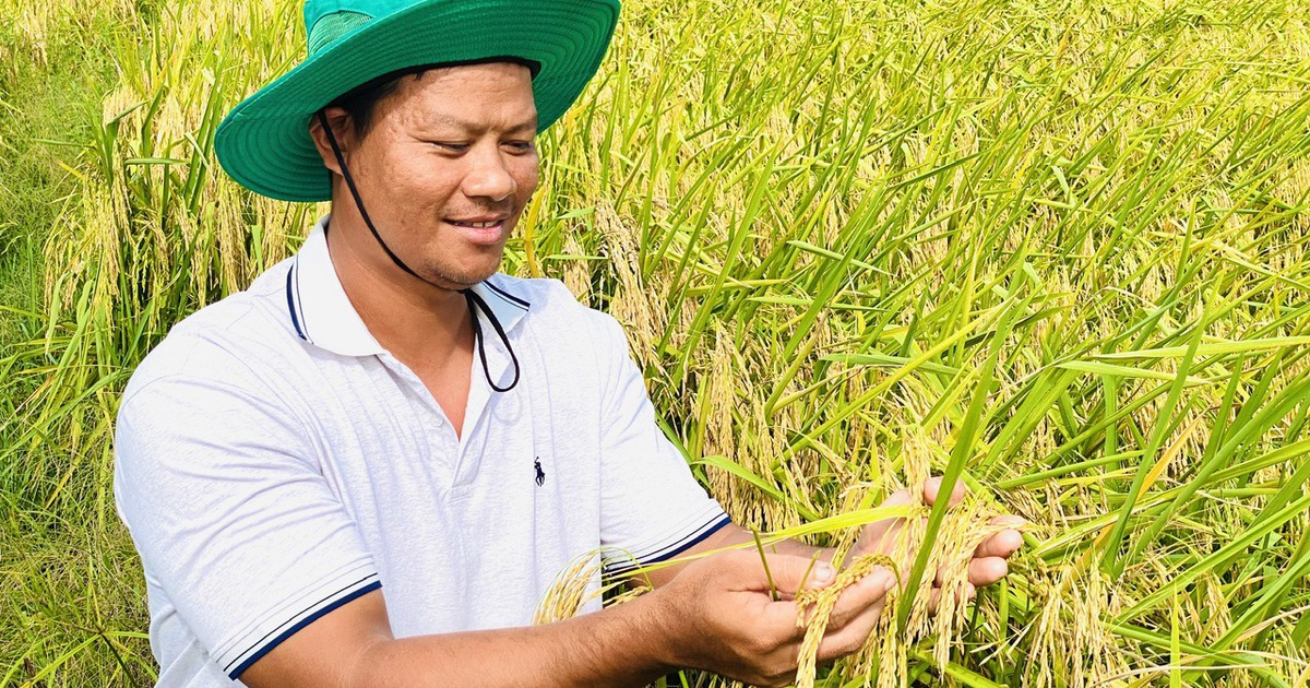 Liên kết sản xuất theo đề án 1 triệu ha lúa chất lượng cao chưa chặt chẽ