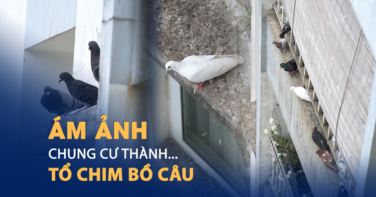 Dân chung cư ám ảnh với đàn chim bồ câu hàng trăm con gây ô nhiễm