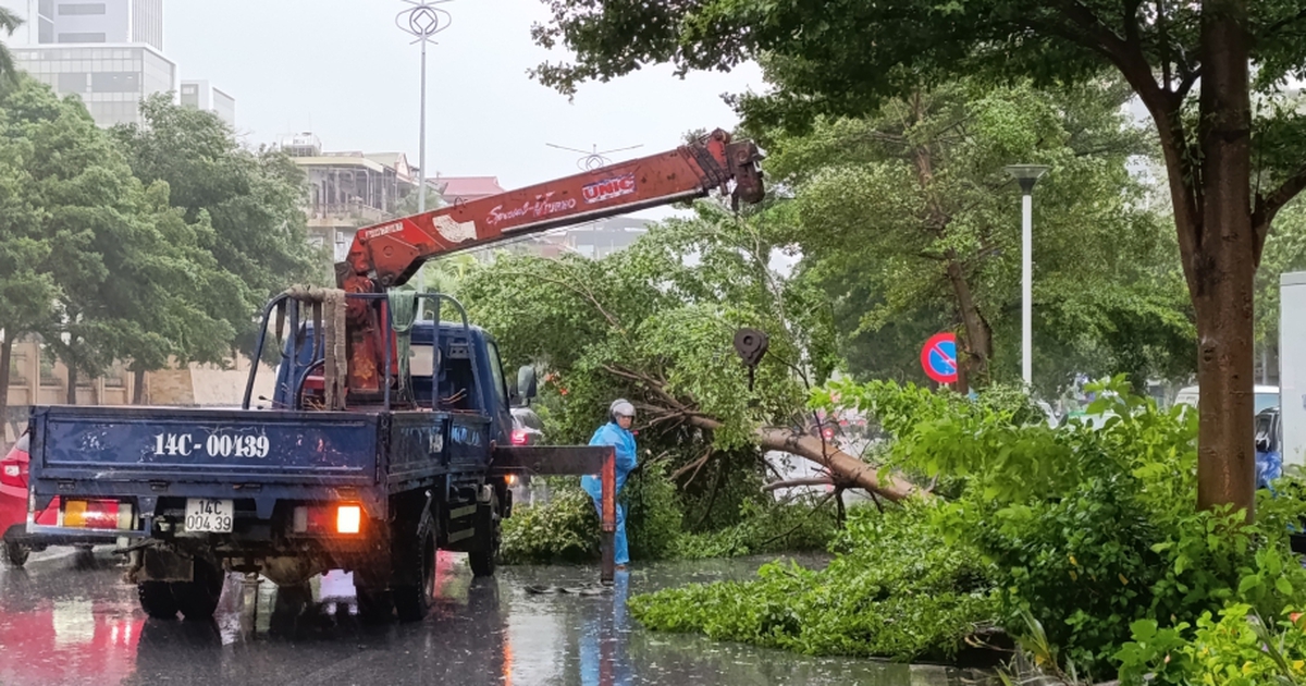 Bão số 2 quật đổ hàng trăm cây xanh tại Quảng Ninh