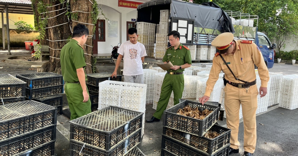 Hàng nghìn gà, vịt giống nhập lậu từ Trung Quốc