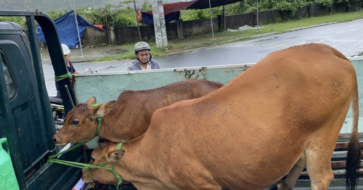 Xử lý nghiêm nạn bò thả rông