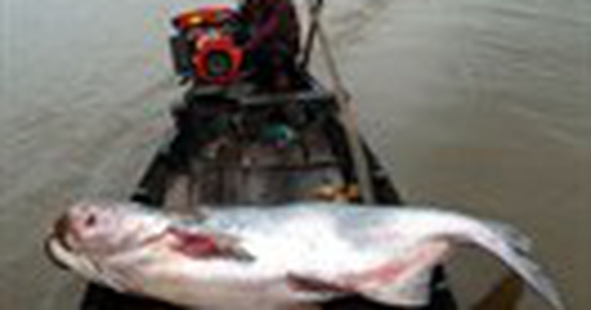 Nhà làm phim Tom Fawthrop cảnh báo rủi ro của con đập Don Sahong