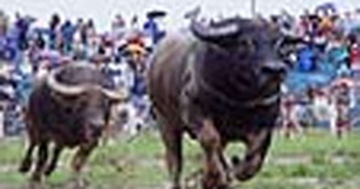 Hội chọi trâu Đồ Sơn 2005