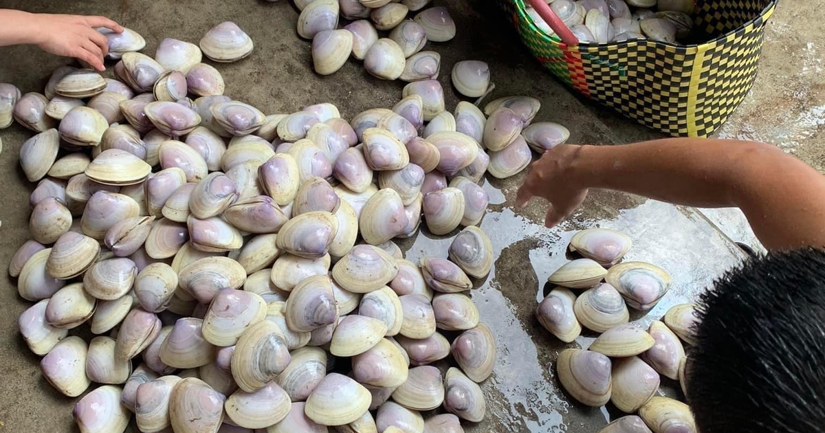 Biển đầy ắp ngao to, người dân được nhặt thoải mái nhờ 30 tấn 'lộc biển'