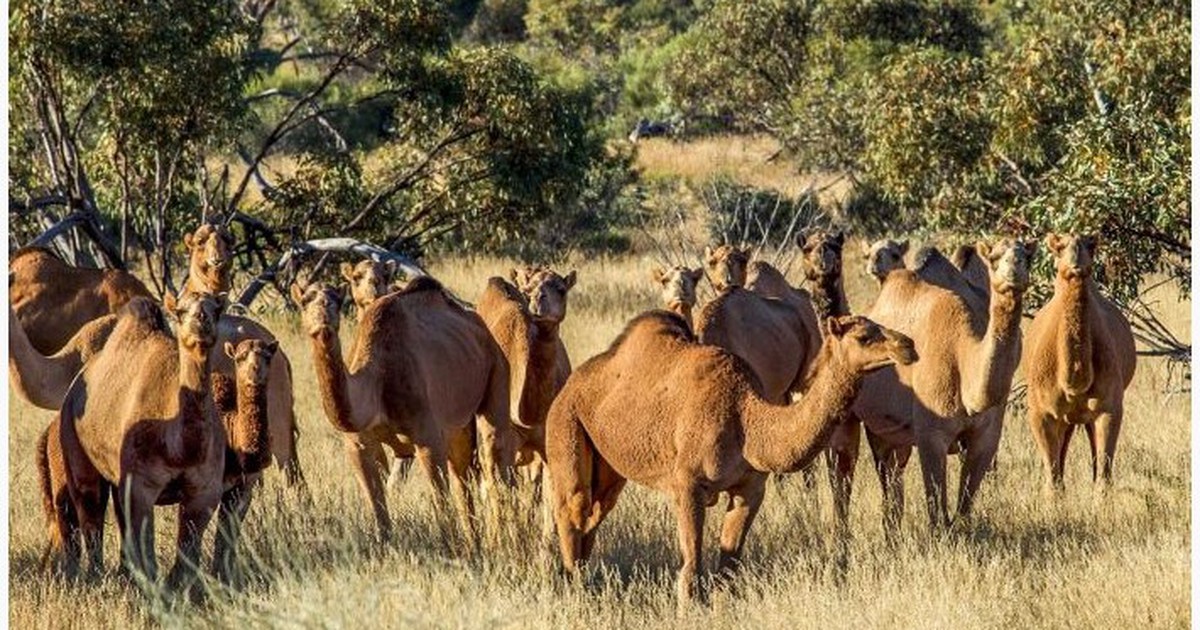 Úc giết 10.000 lạc đà vì hạn hán