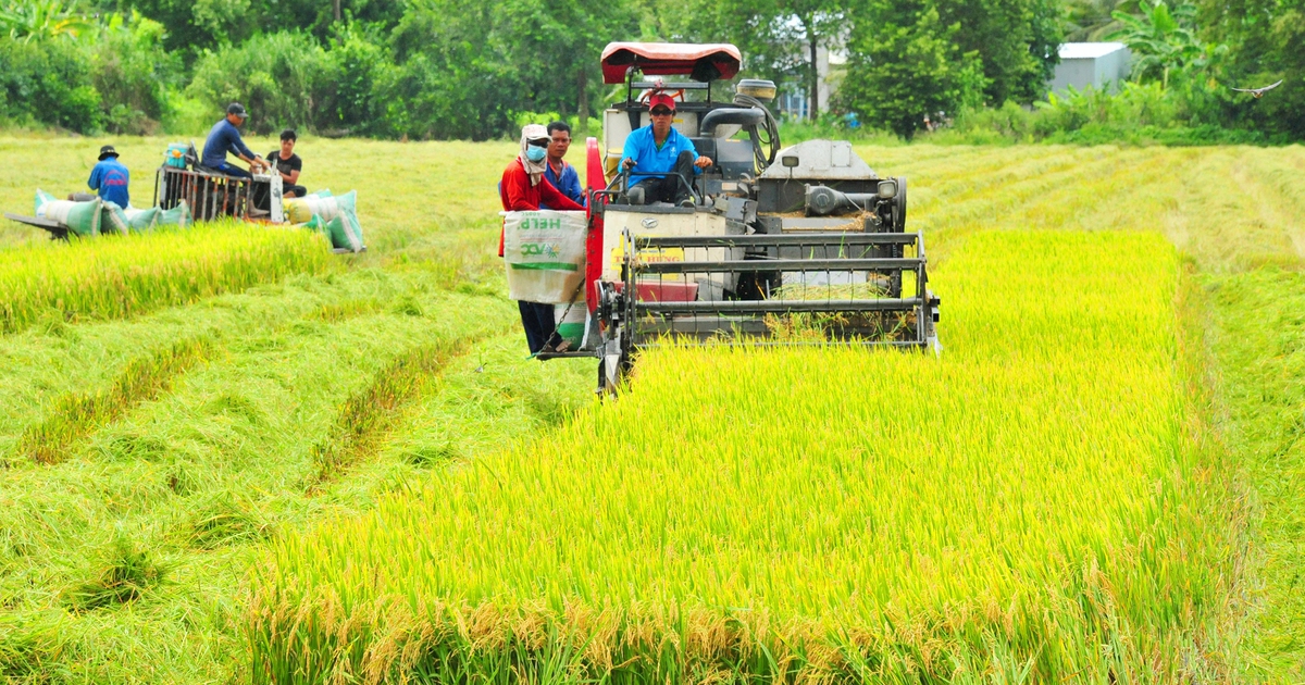 Hiến kế làm giàu cho người trồng lúa ĐBSCL