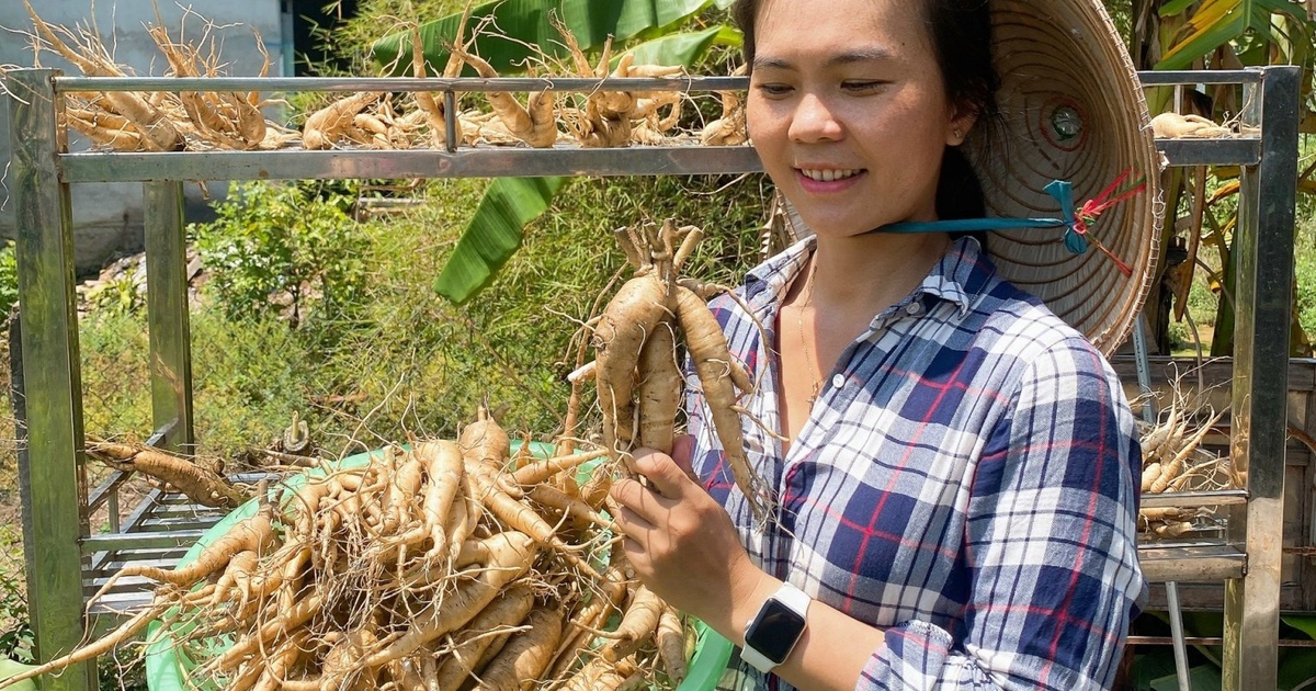 Cô gái trồng sâm bố chính thu 500 triệu đồng/tháng