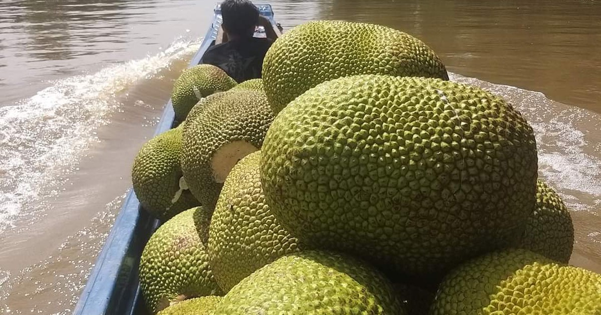 Chủ vựa méo mặt vì giá mít giảm