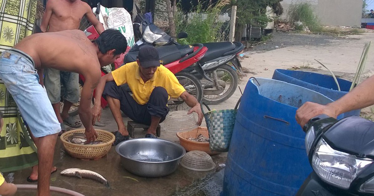 Lỡ ăn cá nhiễm dioxin bắt ở sân bay Biên Hòa thì phải làm sao?