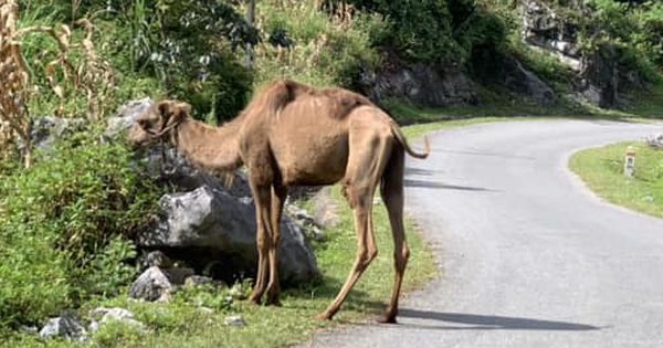 Xác định nguồn gốc 2 con lạc đà ở Cao Bằng