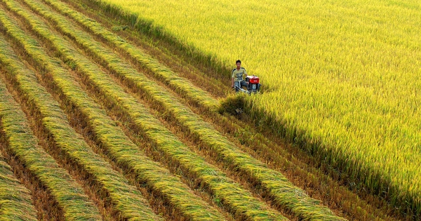 Bộ trưởng Lê Minh Hoan: Ngành lúa gạo chuyển mình để thích ứng với ‘3 biến’