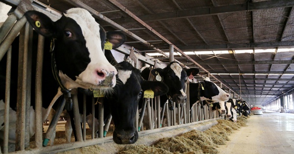 Trang trại bò sữa độc lập lớn nhất Việt Nam tại Tây Ninh mở rộng quy mô