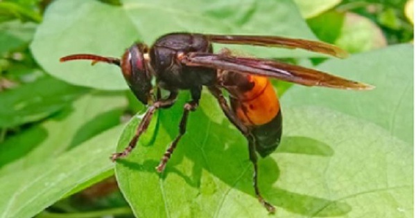 Bác sĩ chia sẻ cách nhận dạng các loại ong và xử trí khi bị ong đốt