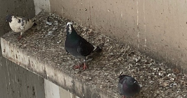 Đàn chim gây ô nhiễm chung cư ở TP.Thủ Đức