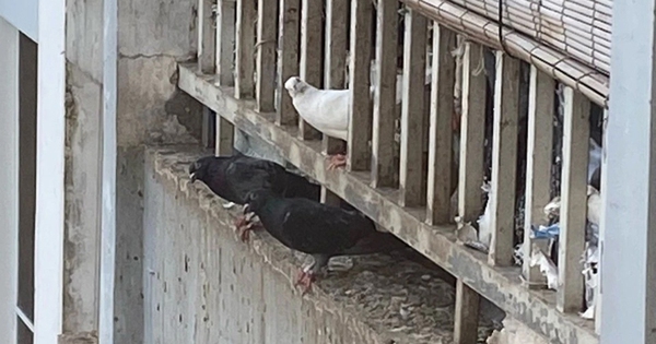 Đàn chim gây ô nhiễm chung cư: Cần sớm có biện pháp xử lý thích hợp