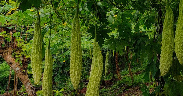 Ngày mới với tin tức sức khỏe: Lý do nên thêm khổ qua vào chế độ ăn