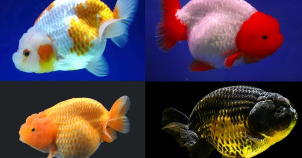 Cẩm nang ranchu hb là gì để nuôi cá đẹp và khỏe nhất