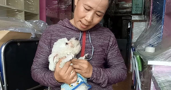 Vụ trộm chó tại Q.Gò Vấp: Người phụ nữ nhận lại chó cưng lúc 2 giờ sáng