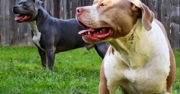 Chó pit bull tấn công 2 con, mẹ xả thân vẫn không cứu được