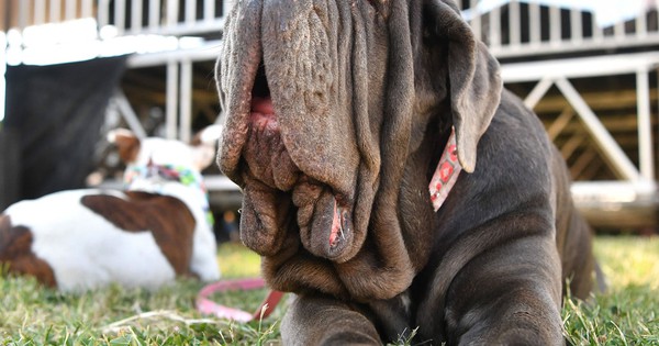 Danh hiệu chó xấu nhất thế giới