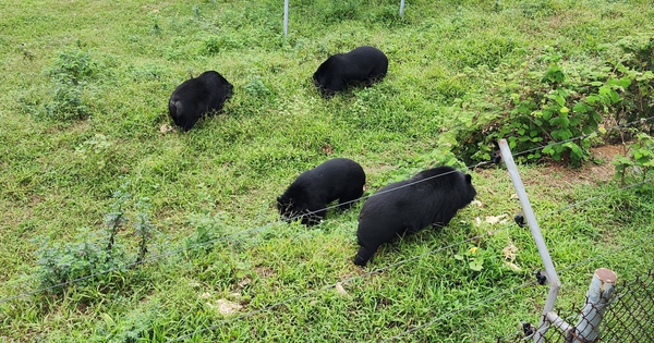 Sau giải cứu gấu, Four Paws sẽ xây dựng cơ sở bảo tồn hổ ở Ninh Bình