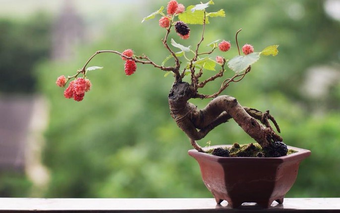 Raspberry Bonsai