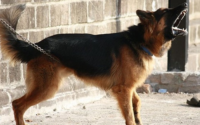 30+ ảnh chó sủa với nhiều loại chó và hình thức sủa khác nhau